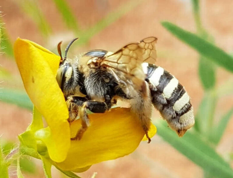 Melittidae Bee Family – An In-Depth Guide Bee Professor