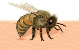 How Do Honey Bees Sting? Anatomy Of A Stinger Bee Professor