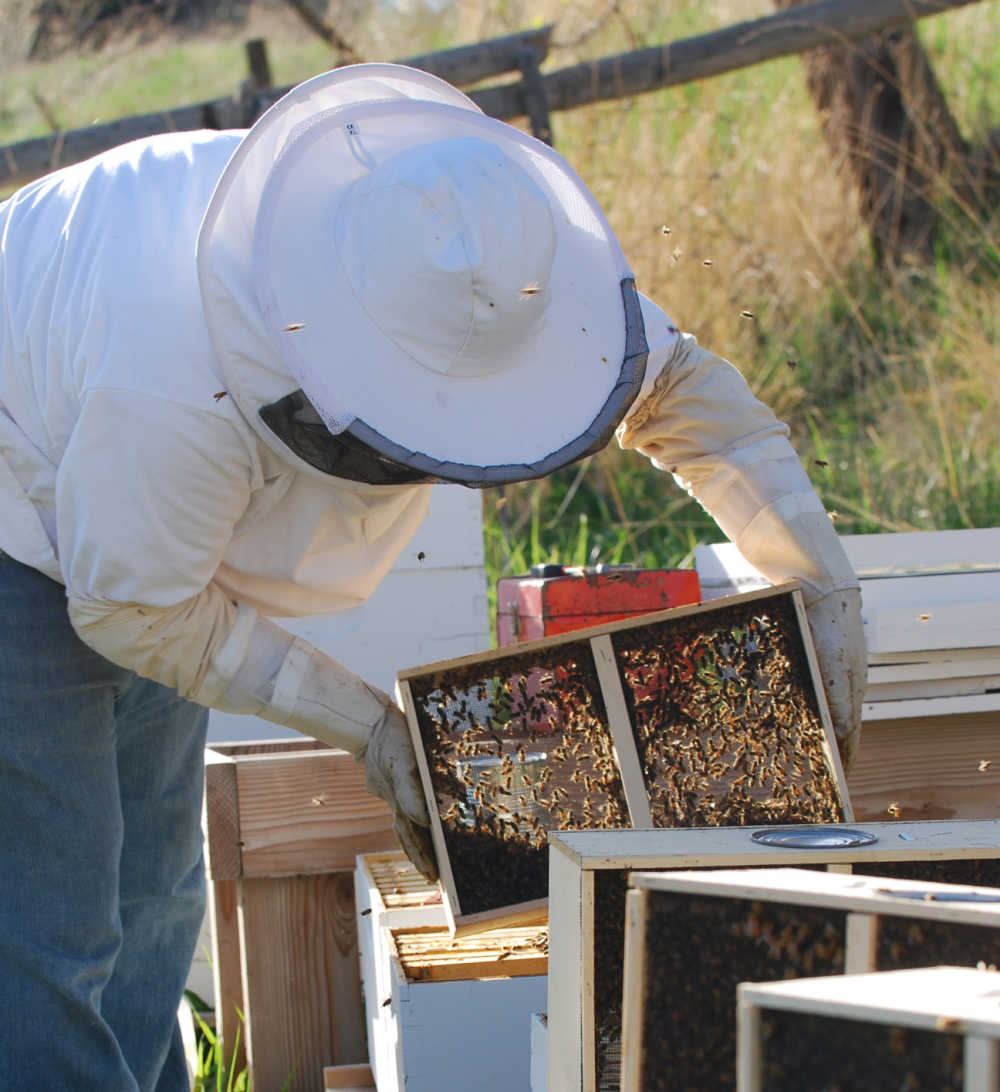 Bee Package Vs. Nucleus – Which Is Best For Newbie Beekeepers? Bee ...