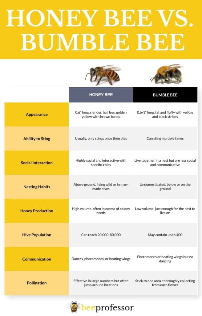 Honey Bee Vs Bumble Bee – 13 Differences Explained Bee Professor