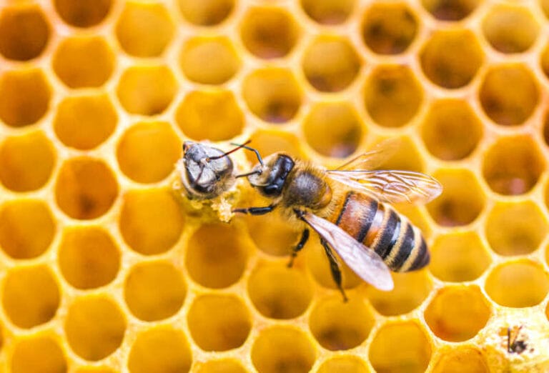 11 Critical Worker Bee Jobs In The Colony Bee Professor