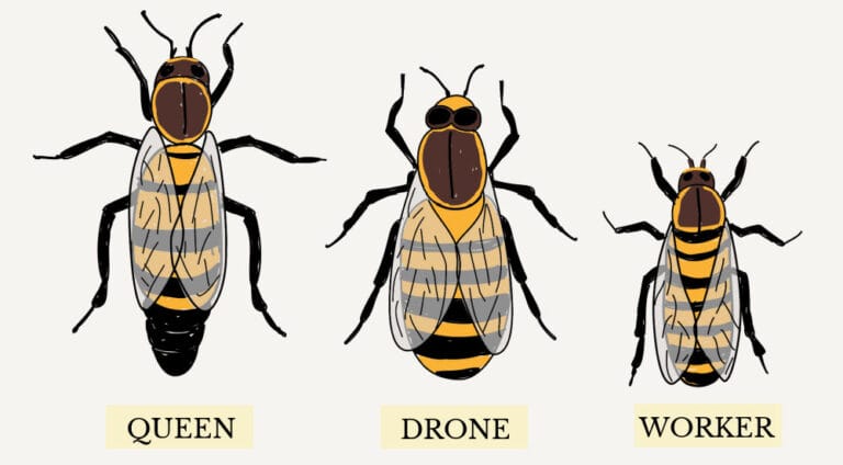 What Is A Drone Bee? Appearance, Roles, & Benefits Bee Professor