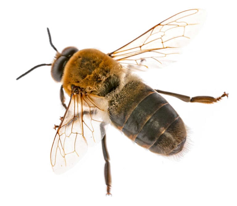 What Is A Drone Bee? Appearance, Roles, & Benefits Bee Professor