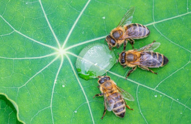 11 Critical Worker Bee Jobs In The Colony Bee Professor