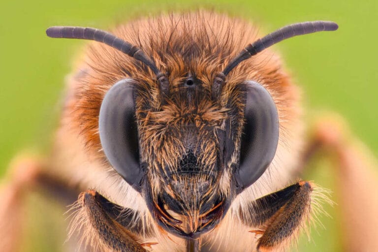 Anatomy Of A Honey Bee - Beginner's Guide Bee Professor