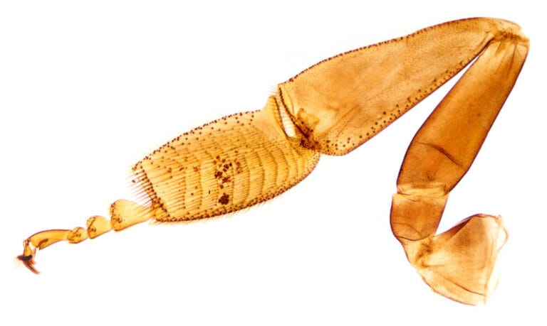 Anatomy Of A Honey Bee - Beginner's Guide Bee Professor