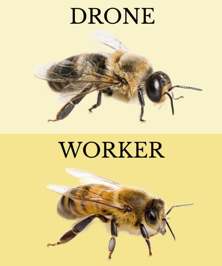 Drone Vs. Worker Bee – 10 Key Differences Bee Professor