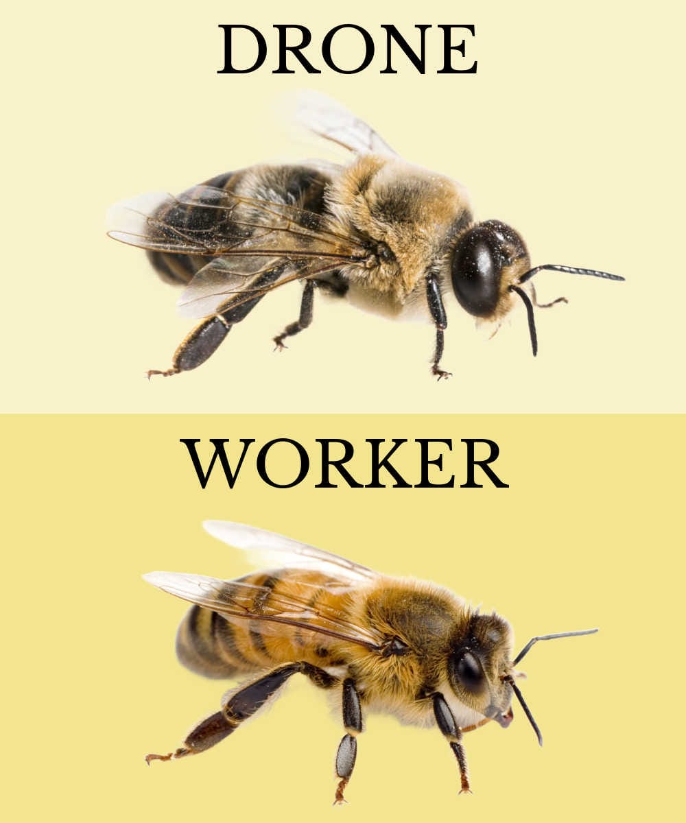 Drone Vs. Worker Bee – 10 Key Differences Bee Professor