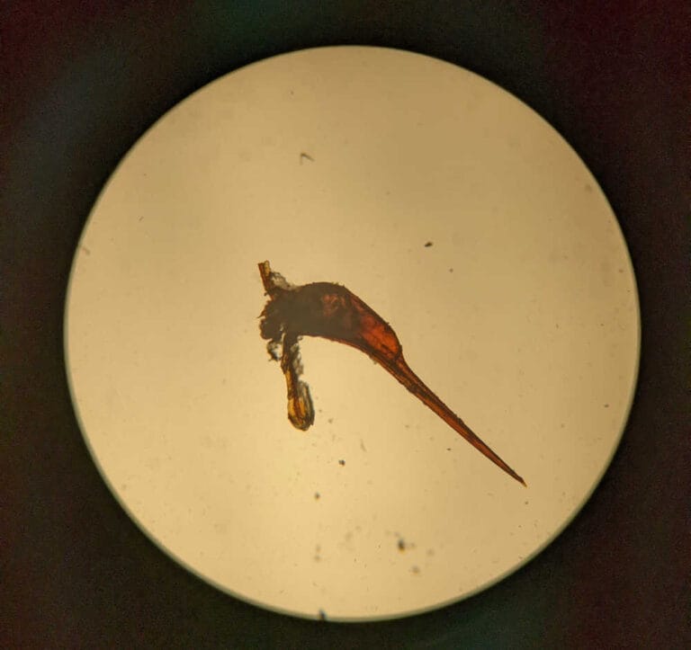 Anatomy Of A Honey Bee - Beginner's Guide Bee Professor