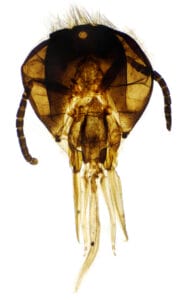 Anatomy Of A Honey Bee - Beginner's Guide Bee Professor